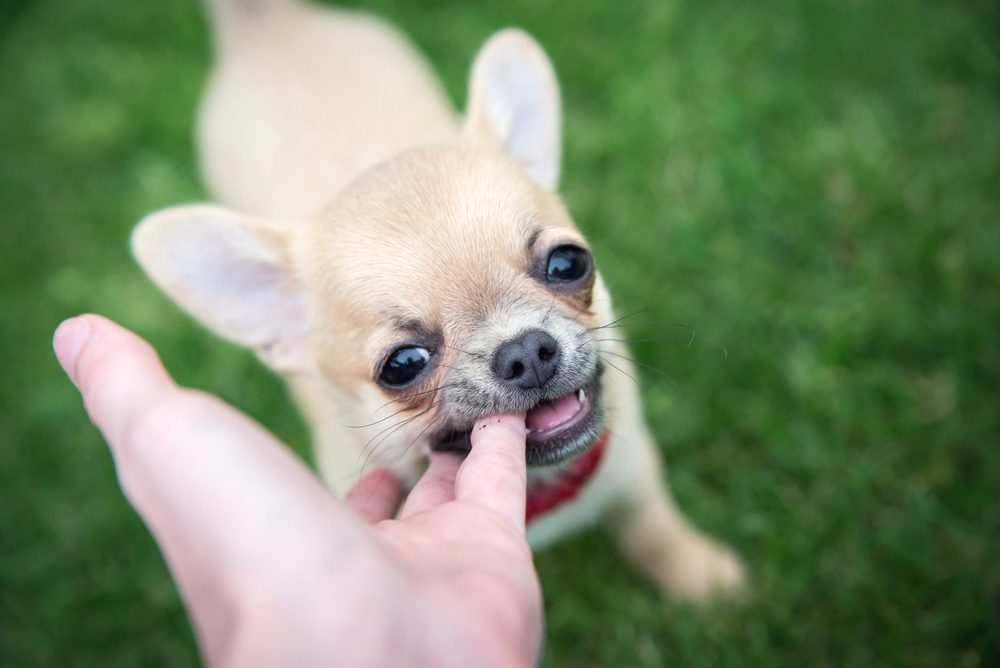 Colorado Springs Dog Bite Lawyer | Matlin Injury Law